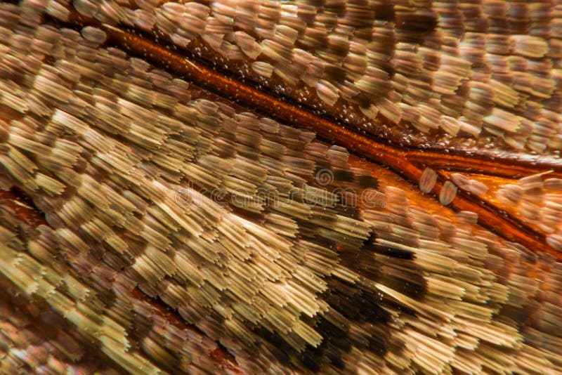 Extreme Magnification - Moth and Butterfly Wing Stock Image - Image of ...