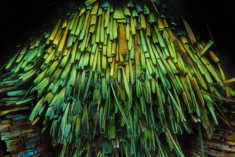 Extreme Magnification - Moth Under the Microscope Stock Image - Image ...