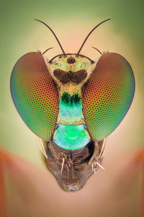 Extreme Magnification - Robber Fly Stock Image - Image of flies, legged ...