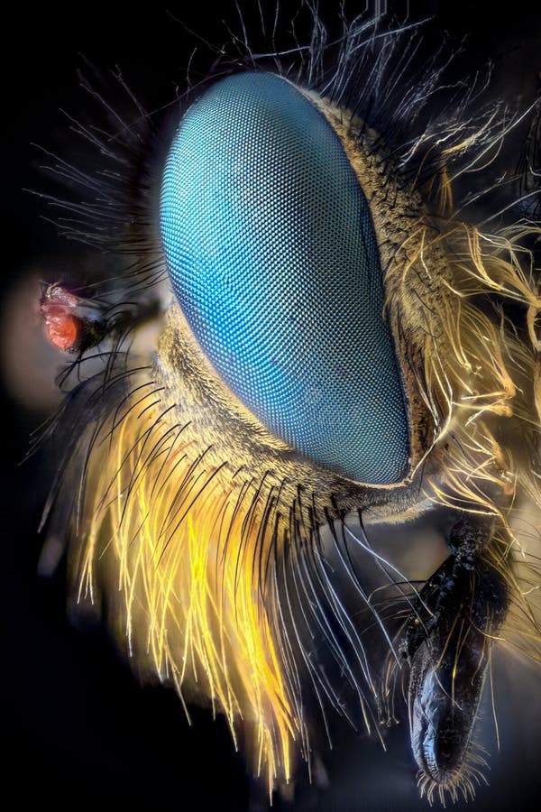 Extreme Magnification - Robber Fly Stock Image - Image of park, life ...