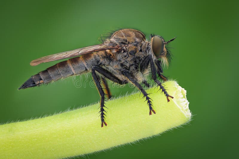 Extreme Magnification - Robber Fly Stock Image - Image of nature, color ...