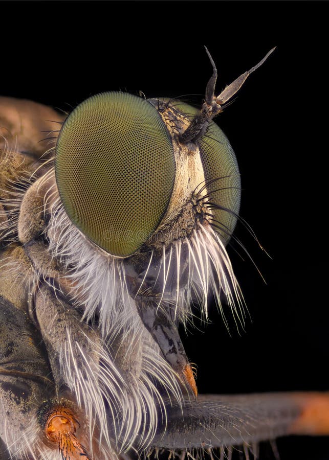 Robber Fly. Extreme Close-up Stock Photo - Image of macro, extreme ...