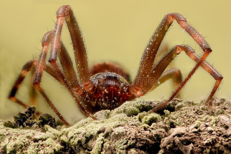 Spider Web on Ground stock image. Image of grass, home - 123994551