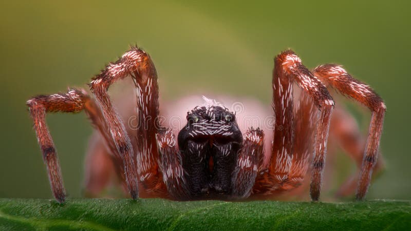 Extreme Magnification - Spider on a Leaf, Front View Stock Image ...