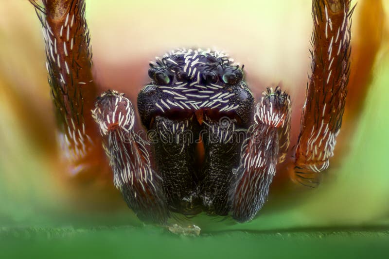 Front View Spider Stock Photos - Download 1,133 Royalty Free Photos