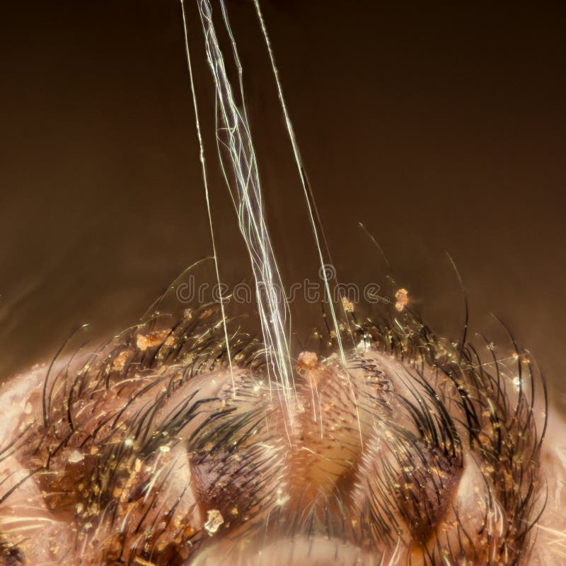 Extreme Magnification - Spider, Web Crafting Stock Image - Image of ...