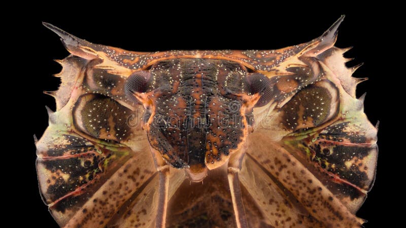 Extreme Magnification - Stink Bug, Front View Stock Image - Image of ...