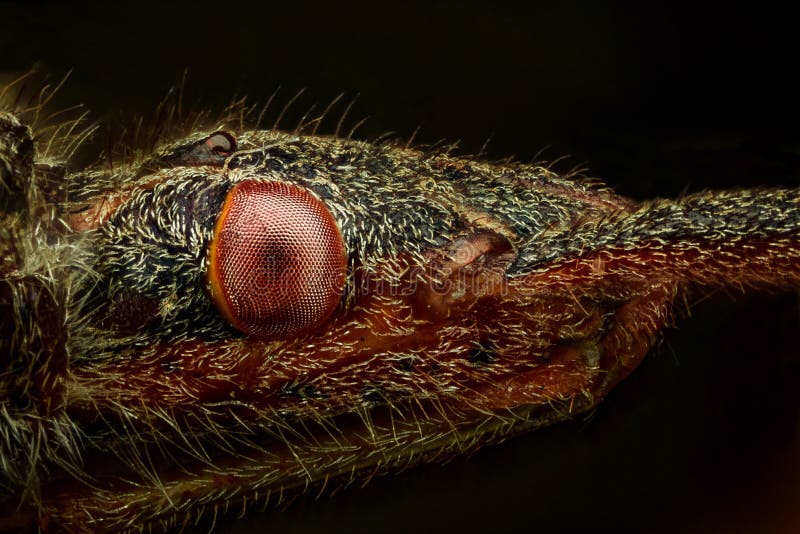 Extreme Magnification - Stink Bug Head Stock Photo - Image of antenna ...