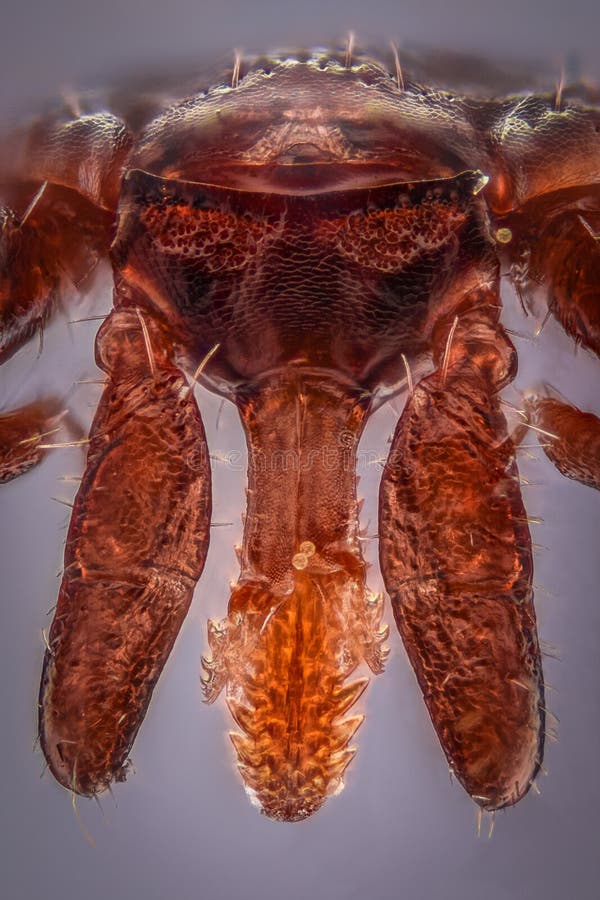 Extreme Magnification - Tick at 10x Stock Image - Image of mark ...