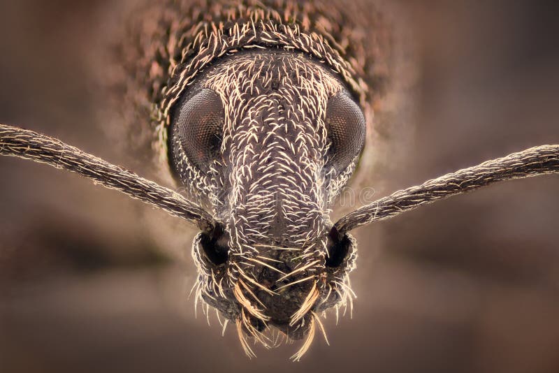 Extreme Magnification - Weevil Stock Image - Image of ecosystem ...