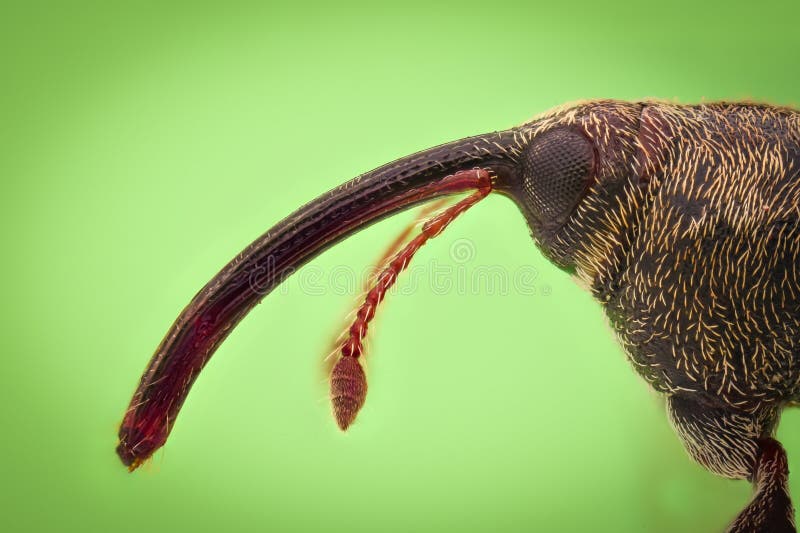 Extreme Magnification - Weevil, Side View Stock Image - Image of ...
