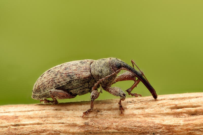 206 Cute Weevil Stock Photos - Free & Royalty-Free Stock Photos from ...