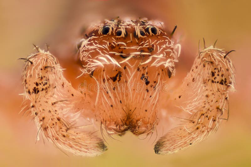 Extreme Magnification - White Spider, Front View Stock Image - Image of ...