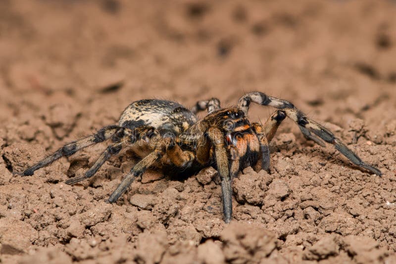 Extreme Magnification - Wolf Spider, Full Body Shot Stock Image - Image ...
