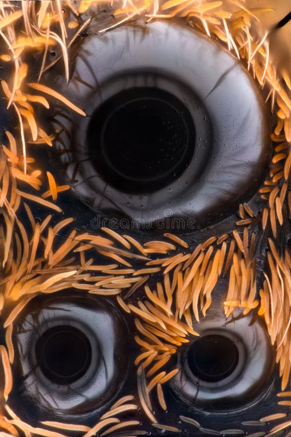 Extreme Magnification - Wolf Spider , Lycosidae Stock Photo - Image of ...