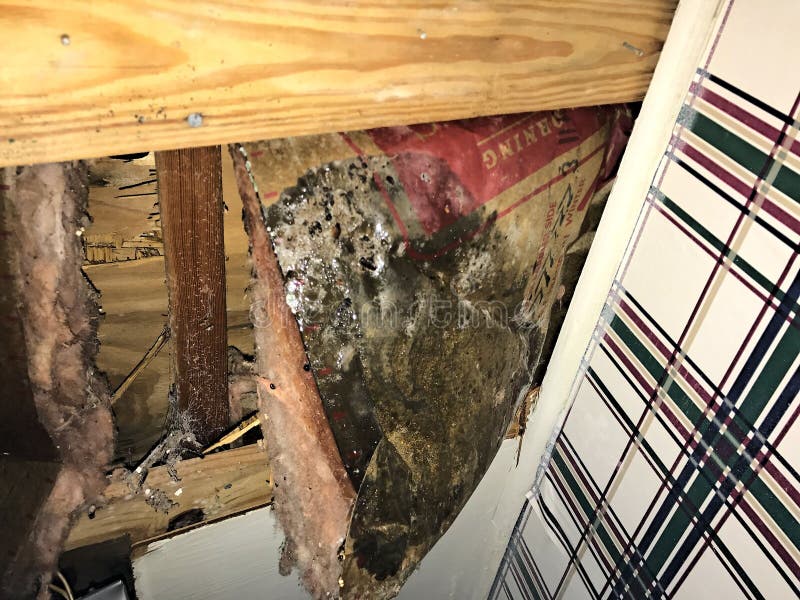 Extreme Ceiling Mold Growth after Rain during Hurricane Harvey Stock ...