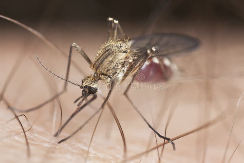 Extreme Nahaufnahme Des Saugenden Bluts Des Moskitos. Stockbild - Bild ...