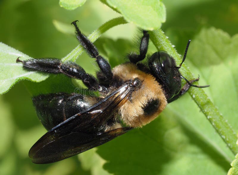 Extreme Nahaufnahme Einer Hummel Stockbild - Bild von bumble, hummel ...