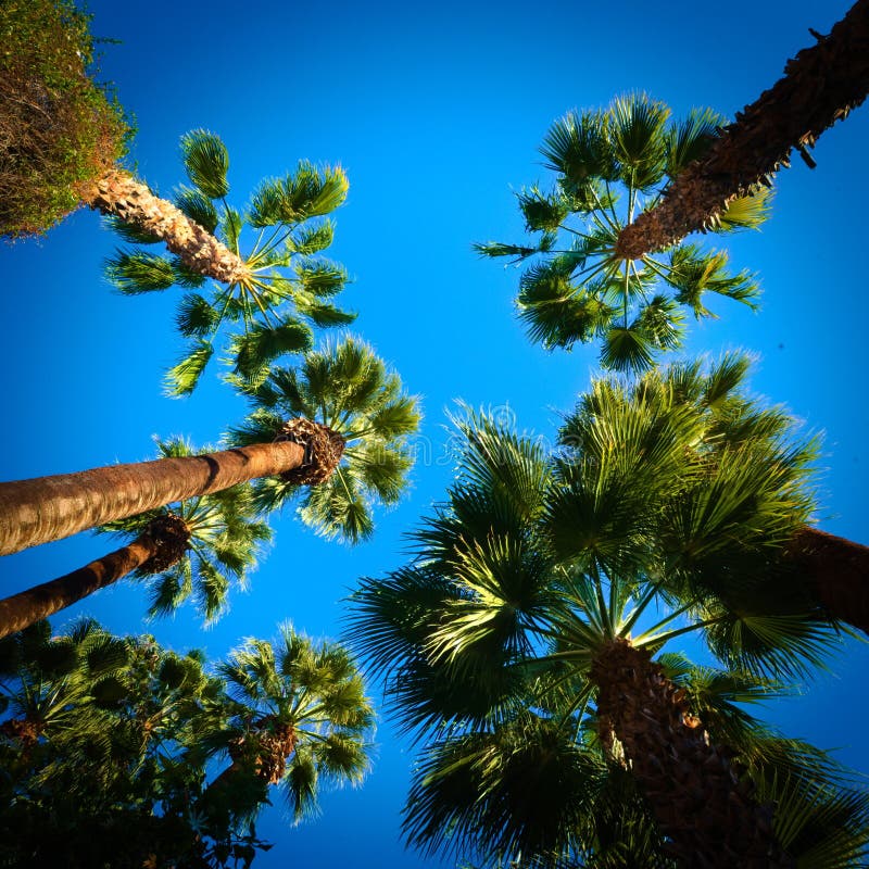 Extreme Perspective View of Desert Palm Trees Stock Photo - Image of ...