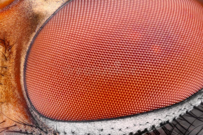 Extreme Sharp and Detailed Fly Compound Eye Surface at Extreme ...