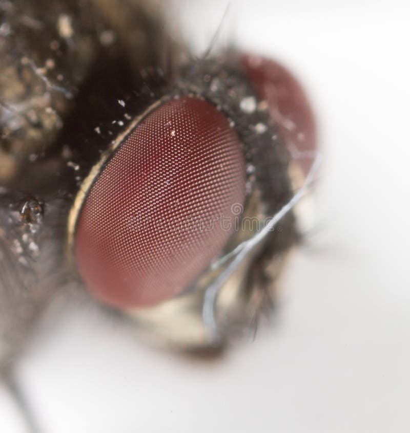 Extreme Sharp and Detailed Study of Fly Head Stacked from Many Shots ...
