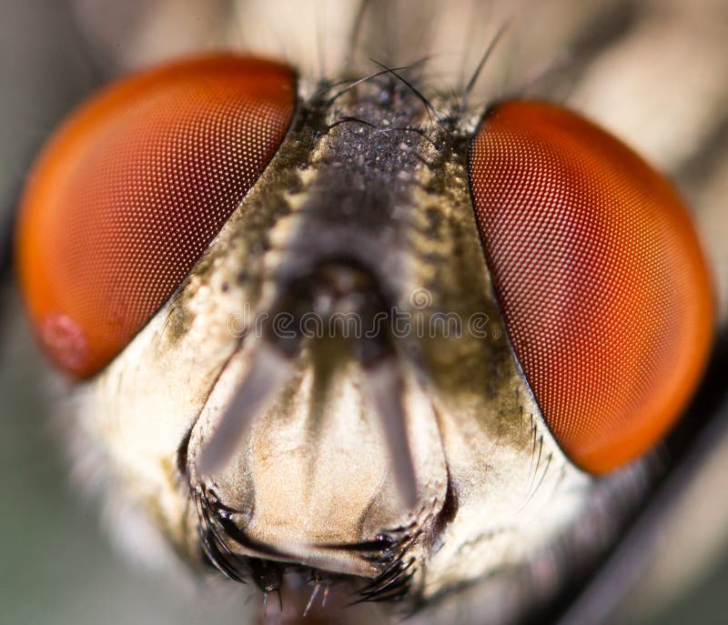 Extreme Sharp and Detailed Study of Fly Head Stacked from Many Shots ...