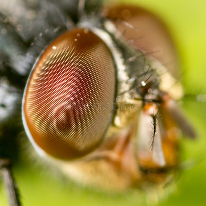 Extreme Sharp and Detailed Study of Fly Head Stacked from Many Shots ...