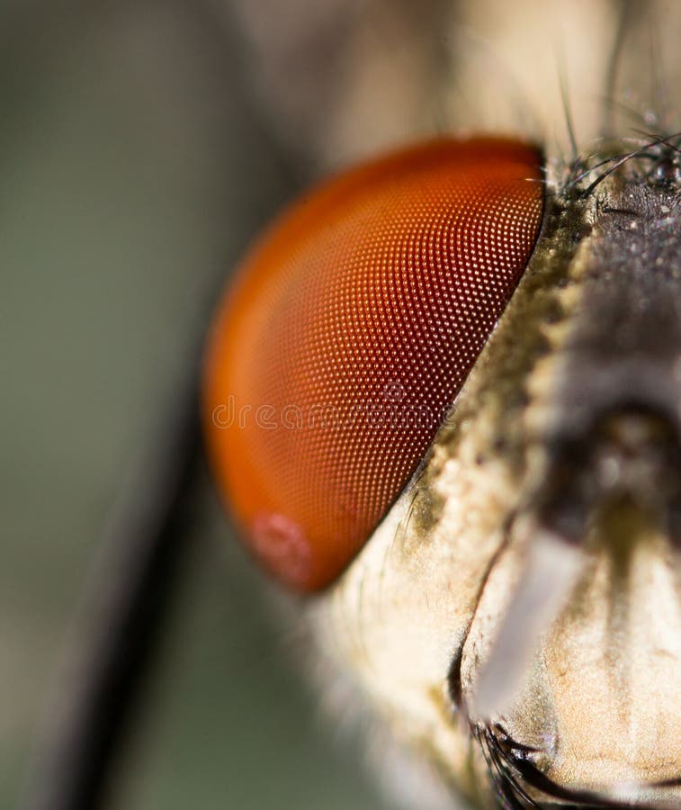 Extreme Sharp and Detailed Study of Fly Head Stacked from Many Shots ...