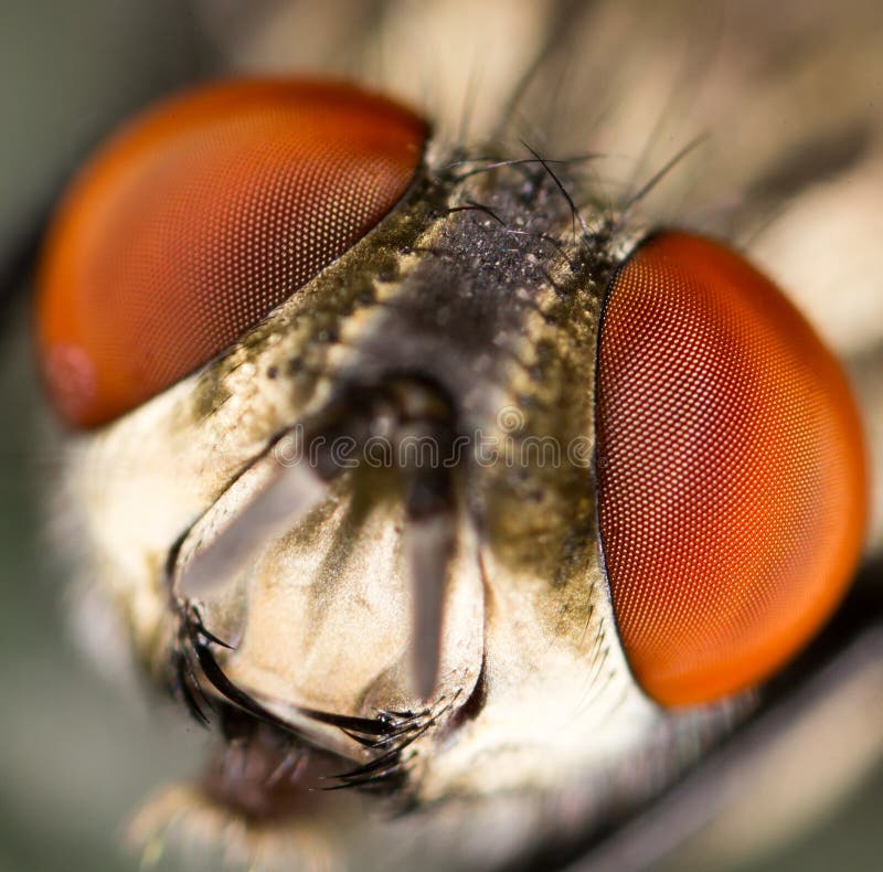 Extreme Sharp and Detailed Study of Fly Head Stacked from Many Shots ...