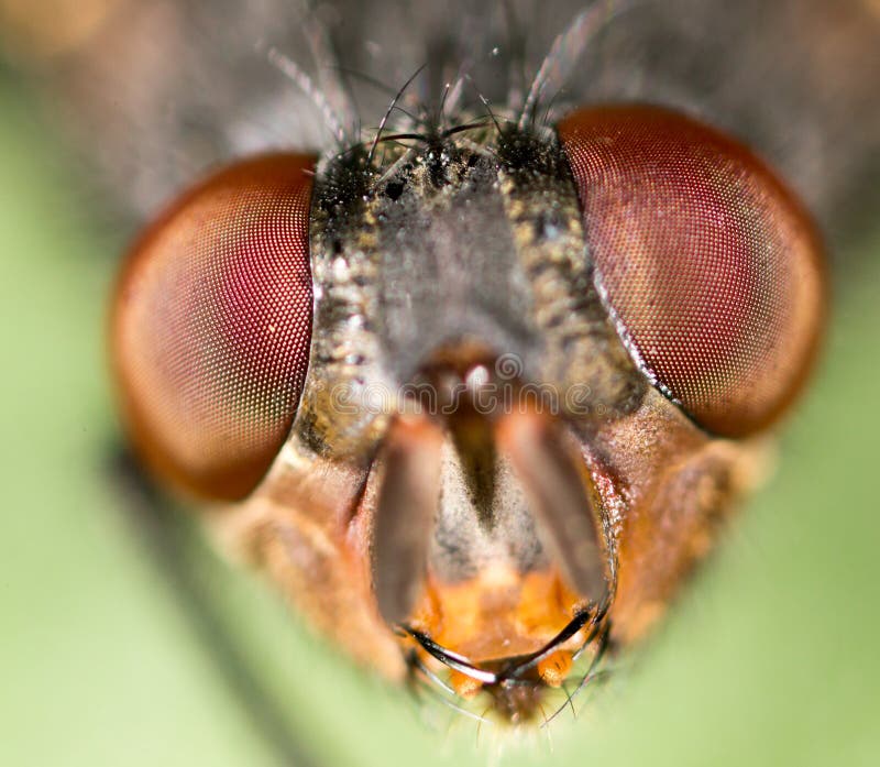 Extreme Sharp and Detailed Study of Fly Head Stacked from Many Shots ...