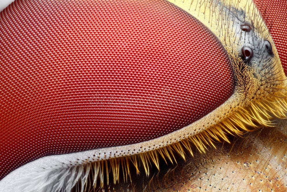 Extreme Sharp and Detailed Study of Hoverfly Head Stacked from Many ...