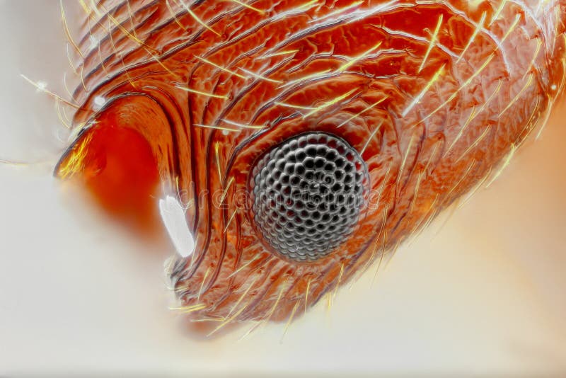 Bacteria under microscope stock illustration. Illustration of medical ...