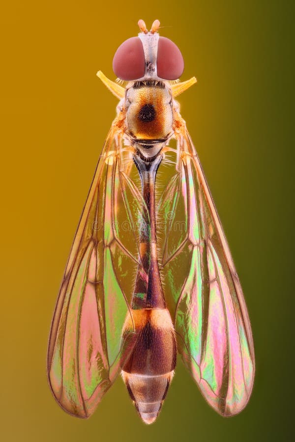 Extreme Sharp and Detailed Study of Some Sort of Fly Stacked from Many ...