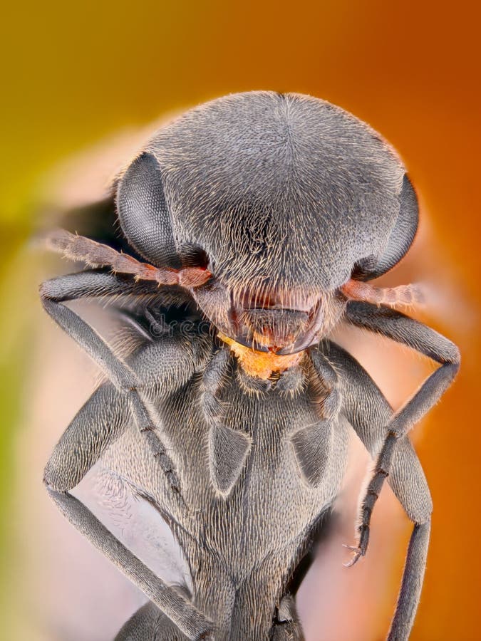 Extreme Sharp and Detailed Study of Unknown Insect Creature Stacked ...