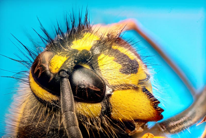 Wasp head stock image. Image of scenic, animal, warrior - 1480093