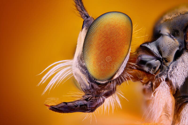 Extreme Sharp and Detailed View of Robber Fly Head Taken with ...