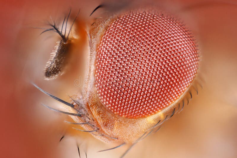 Fly head macro stock image. Image of health, wing, hygiene - 51429257