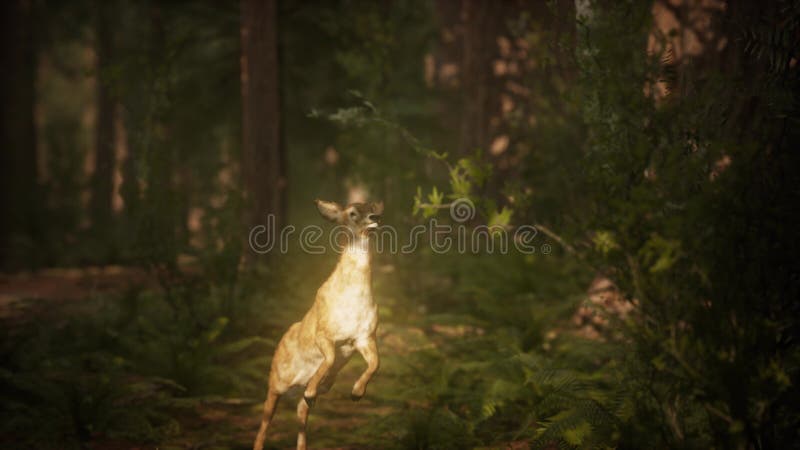 Extreme Slow Motion Deer Jump in Pine Forest Stock Illustration ...