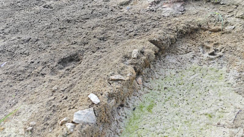 Extreme Tiny Fire Ant Maze Pattern Nest by the Dried Puddle Ground ...