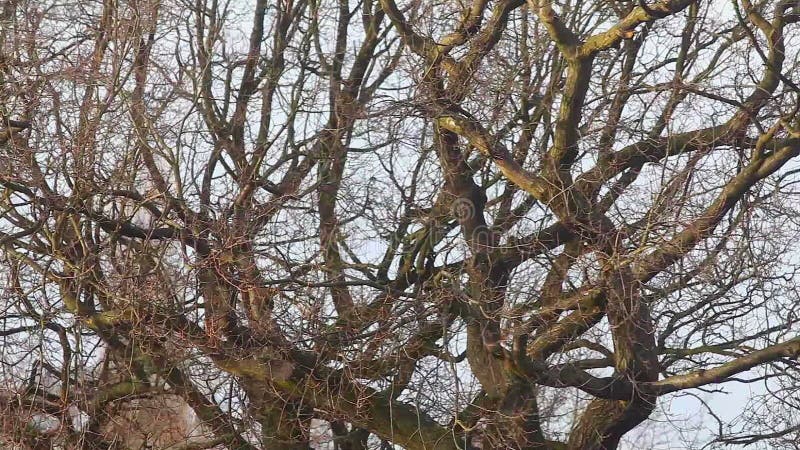 Tree Branches Blowing in Strong Wind Stock Footage - Video of wind ...
