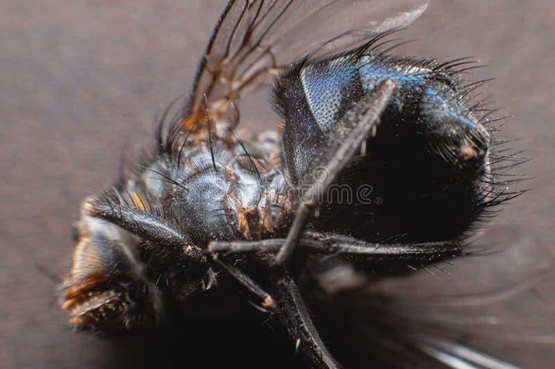 Extremely Close-up of a Dead Fly Covered with Dust Particles. Shallow ...