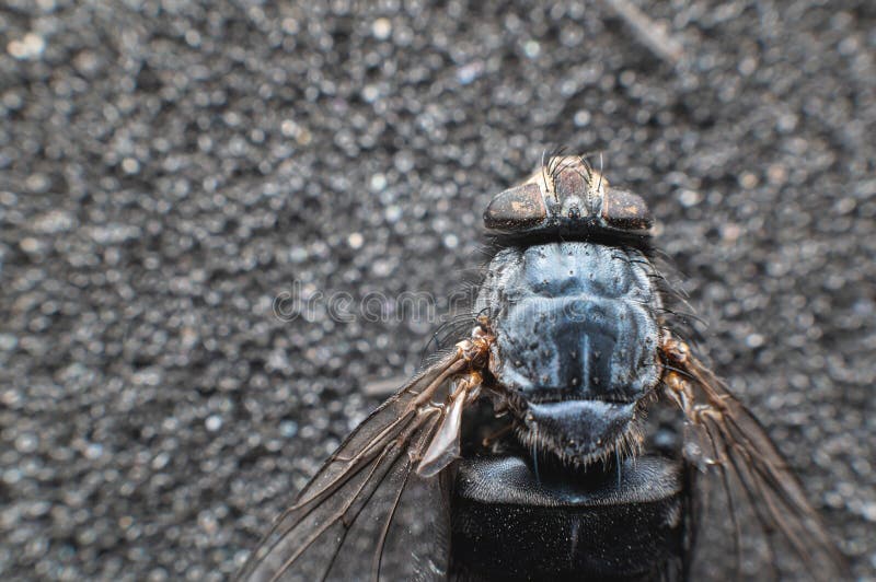 Extremely Close-up of a Dead Fly Covered with Dust Particles. Shallow ...