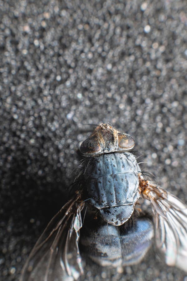 Extremely Close-up of a Dead Fly Covered with Dust Particles. Shallow ...