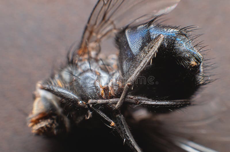 Extremely Close-up of a Dead Fly Covered with Dust Particles. Shallow ...