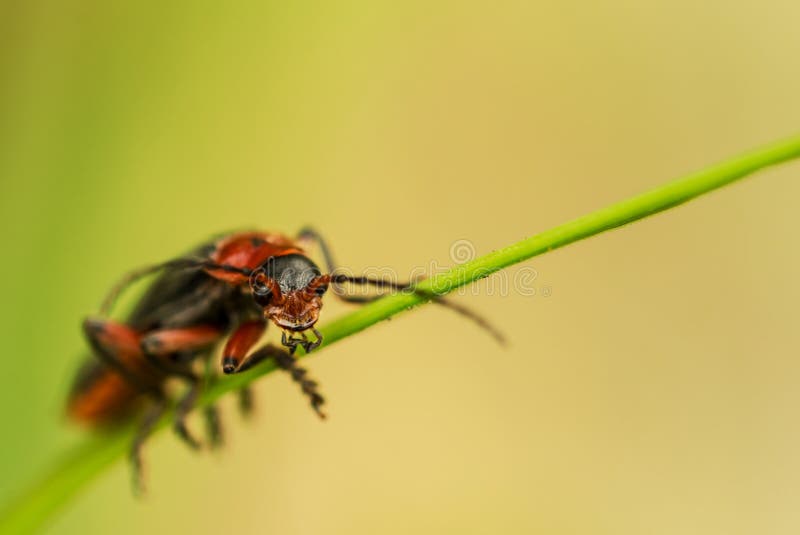 Firefly Closeup stock photo. Image of natural, night, dusk - 3405824