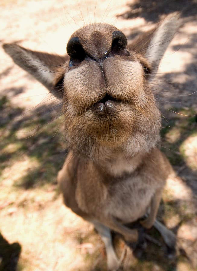 Funny Kangaroo Face