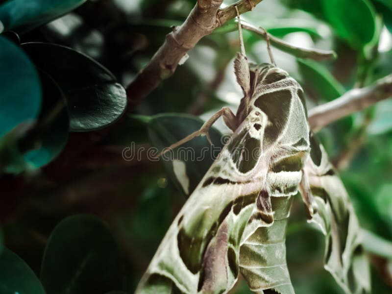 Mothra Stock Photos - Free & Royalty-Free Stock Photos from Dreamstime