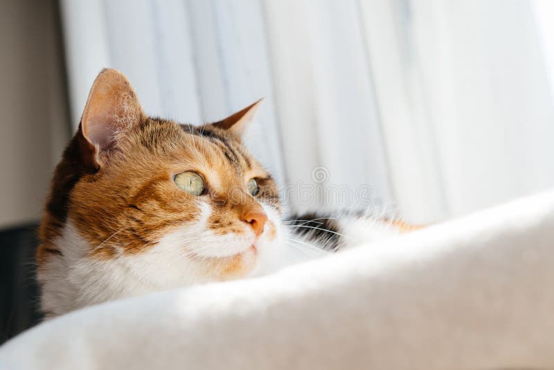 Cute Cat Deep Sleep on Blanket Stock Photo - Image of home, orange ...
