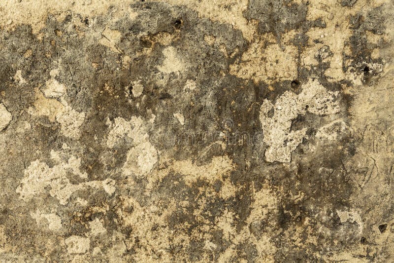 Extremely Detailed Texture - Tree Bark Stock Image - Image of soil ...