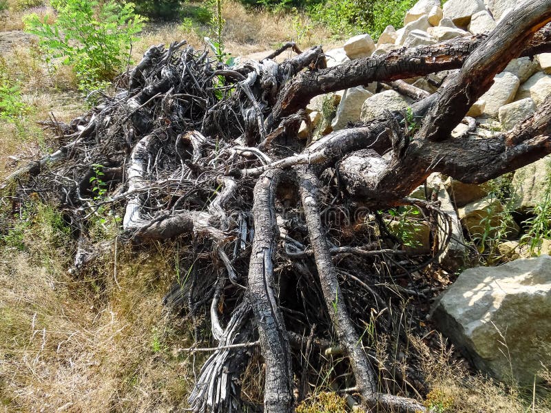 Extremely Gnarled Roots, Dry Shrubs and Sandstones. Root King Root ...
